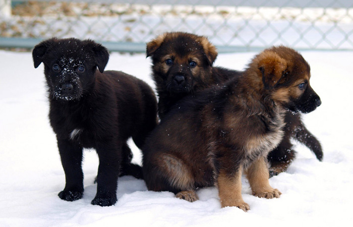 Name the Puppy 2019 – Help the RCMP name their newest puppies