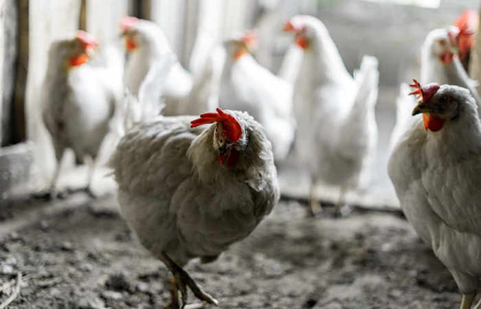 Avian Influenza Confirmed In Commercial Manitoba Poultry Flock