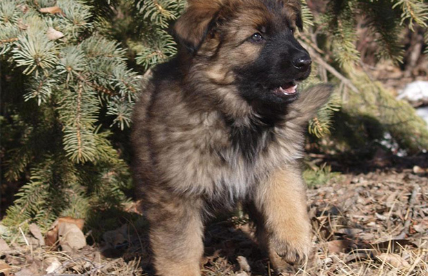 Manitoba girl wins one spot in the 2017 RCMP Name the Puppy contest