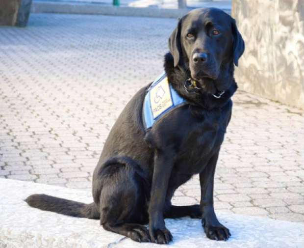 Province introduces new assistance dog to support victims of crime